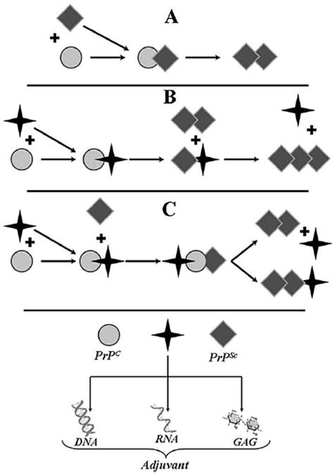 Models For Prp C Conversion Into Prp Sc A Prp Sc Is The Only Download Scientific Diagram