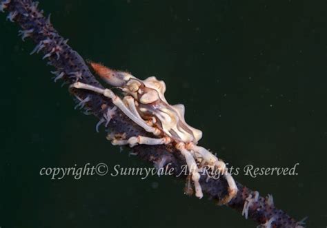 イボイソバナガニ オス 学名Xenocarcinus tuberculatus ダイビングで見れる海の生物図鑑
