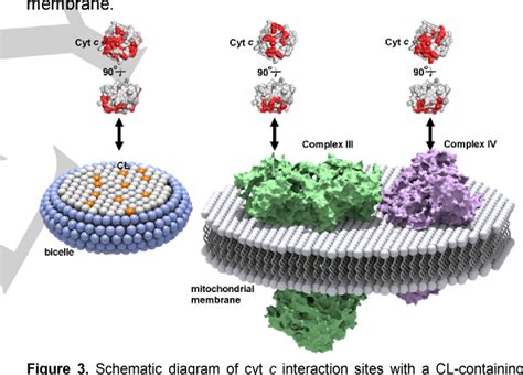 Figure 3 From Characterization Of The Cytochrome C Membrane Binding