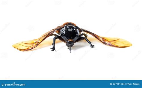Insects Wings And Beetle With Horn Front And White Background Aesthetic Bug For Analysis And