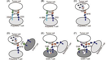 Cd3‐t‐cell‐engager Tce Therapies To Overcome Solid Tumors Beyond Bites Zhang 2022