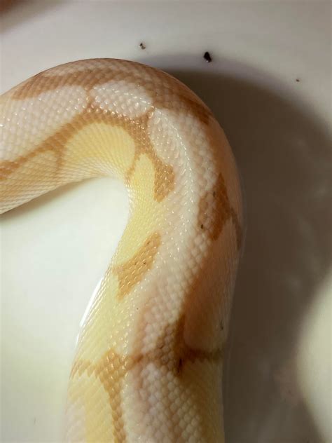 First Time Ball Python Owner Are These Mites Rballpython