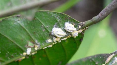 Phenacoccus Manihoti Kutu Putih Kodi Kodi Tapioca Plant Flaming