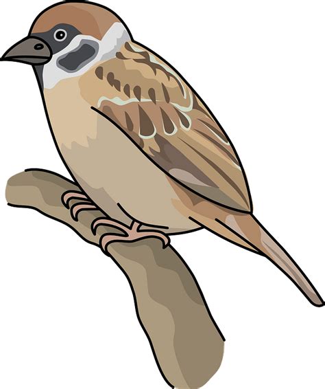 Sparrow Bird Free Vector Clipart Images On