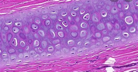Elastic Cartilage In 2025 Tissue Types Cartilage Histology Slides