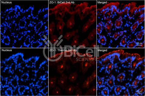 Non Aggregating High Resolution Secondary Antibody Fluorophore