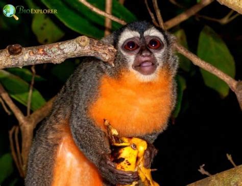 Azaras Night Monkey Characteristics Aotus Azarae Facts