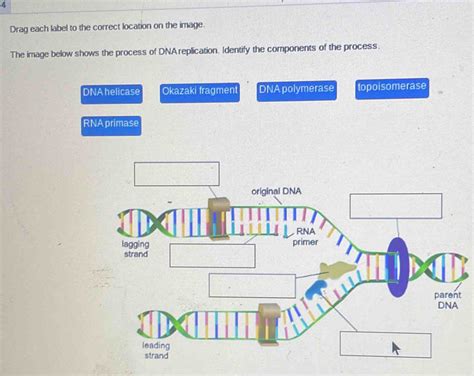 Solved 4 Drag Each Label To The Correct Location On The Image The