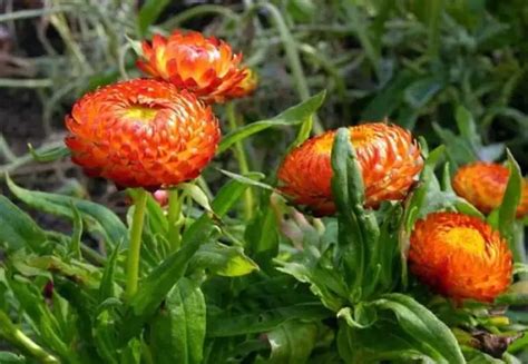 Цветы сухоцветы 20 самых красивых растений и идеи композиций Огород сад балкон