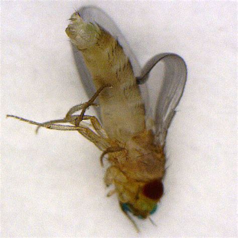 Phenotype And Sex The Fly Diagram Quizlet