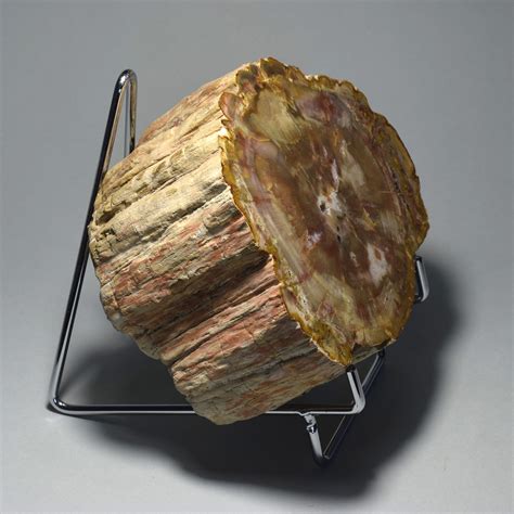 Beautiful Silicified Fossil Wood Beautiful Silicified Fossil Wood