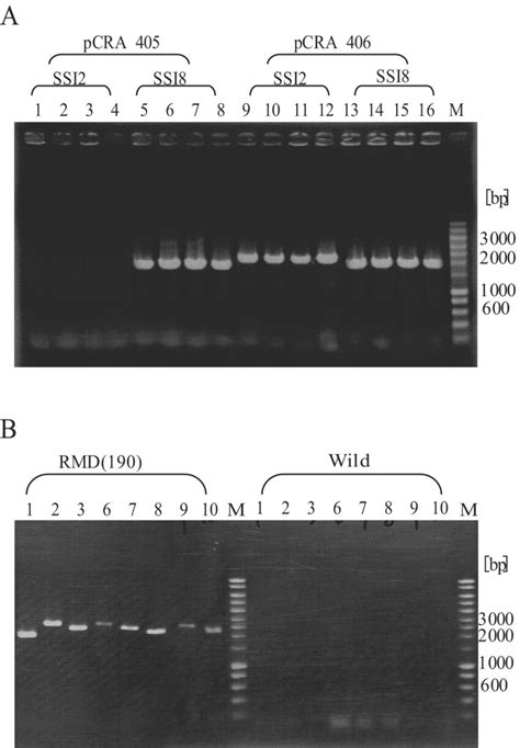 Diagrams Of Cre Loxp And Cre Mutant Lox Systems A Recombination Download Scientific Diagram
