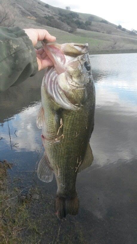Pre Spawn At A Private Pond