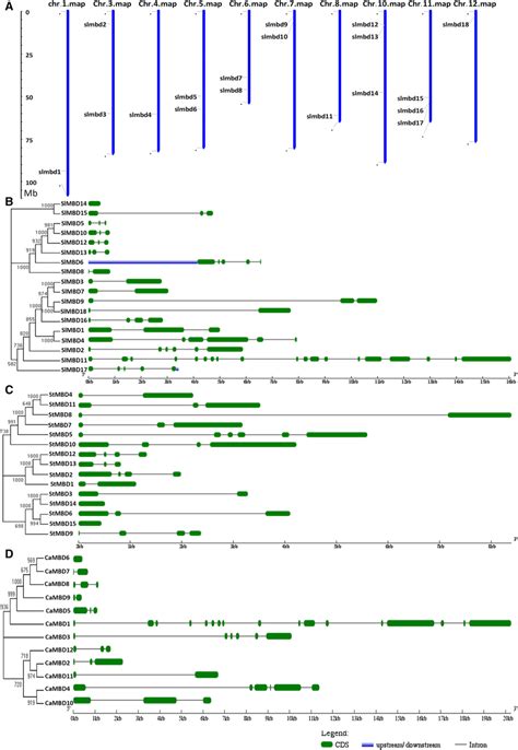 Chromosomal Localization And Distribution Of Exonsintrons Of Mbd