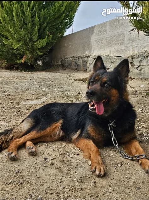 انثى جيرمن شيبرد شو لاين مستوى عالي جدا السعر حرقققققق بأقل سعر بسوق