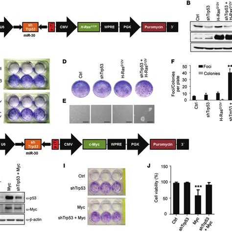 Combinatorial Genetics Using Inducible Mule Vectors A Multicistronic Download Scientific