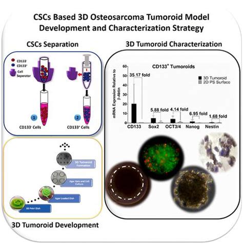 基于癌症干细胞的类肿瘤作为骨肉瘤模型的开发和表征。 Biotechnology And Bioengineering X Mol