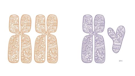 ¿por Qué El Cáncer Es Más Frecuente En Hombres Que En Mujeres Genotipia