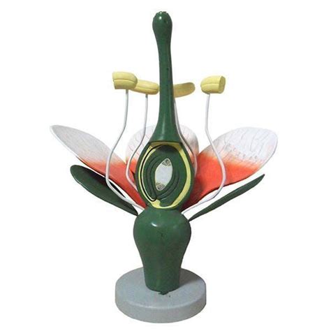 Typical Dicot Flower Model Vision International Medical And Scientific