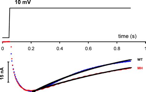 21 Time Course Of Ca 2 Current Inactivation Leak Corrected Ca 2