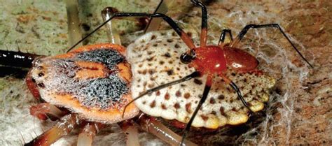 This Freaky Spider Bites Off Its Genitals After Sex