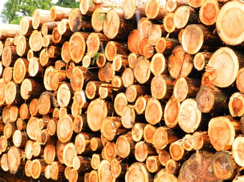 政府も後押ししているclt！量産化できるメーカー4選 Clt（cross Laminated Timber）がわかる専門メディア