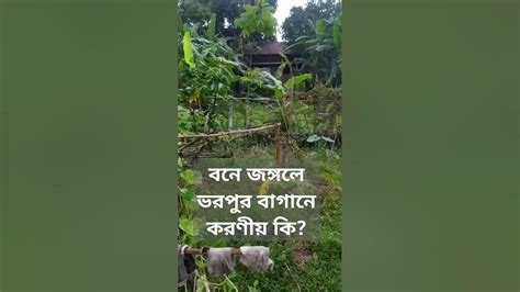 বন জংলীতে ভরে গেছে শখের বাগান। Youtube