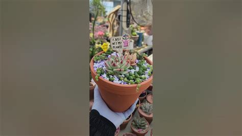 다육이 콩란 원종마리아 토스카넬리 함께 모둠심기 다육이분갈이 다육이 식집사 다육이키우기 다육농원 다육이를부탁해 식물 반려식물 선물 배합토 Youtube