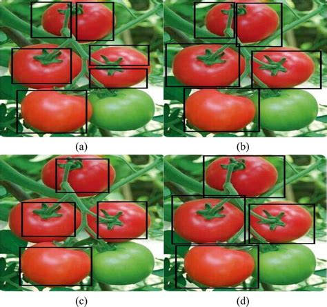 Mature Tomato Recognition Results For Different Algorithms In Data Set