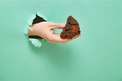 손에 차가 버섯 대체 의학 개념 암과 질병에 대 한 Chaga 자작 나무 버섯 0명에 대한 스톡 사진 및 기타 이미지 0명 갈색 건강관리와 의술 Istock