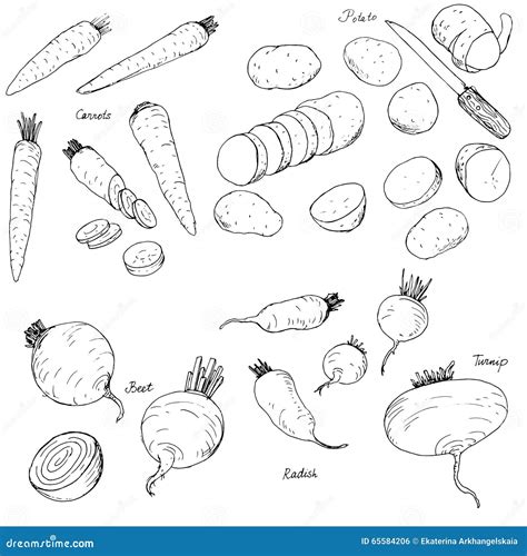 Нарисованные рукой овощи корня Иллюстрация вектора иллюстрации