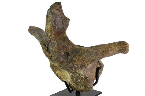 14 Hadrosaur Hypacrosaur Vertebra With Stand Montana 116288 For Sale