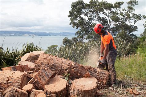 Tree Removal West Auckland Waitakere Tree Services
