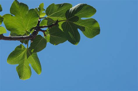 푸른 하늘 배경 고립 된 무화과 나무의 젊은 녹색 잎의 태양 근접에 반투명 잎 백라이트 사진 모서리에 나뭇가지에 대한 스톡 사진