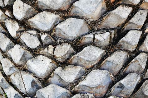 Tree Trunk Structure Palm Free Photo On Pixabay Pixabay