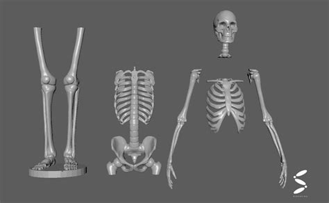 3d Skeleton Full Skeleton Stl Figure 3d Printing Figure Toy Model Stl For 3d Printing Etsy