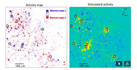 Mapping Memory Circuits Mapping Memory Circuits