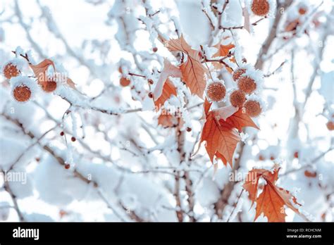 Maple Tree Covered In Snow Winter Season Detail Stock Photo Alamy