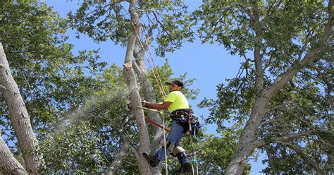 Tree Trimming Clark County WA Arbor City Tree Care
