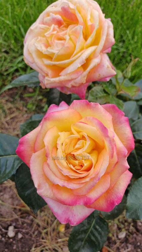 Градински рози Растения Разсад Семена Карлово Предлагаме голям избор от градински ро