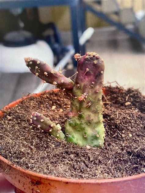 Can You Please Help Me Id R Opuntia