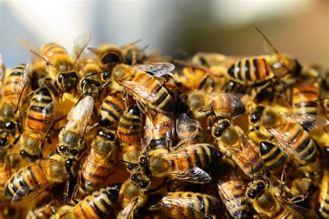 Surprising Ways To Identify A Honey Bee Like A Pro Honey Bee Suite