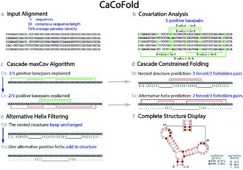 The Cacofold Algorithm A Toy Alignment Of Five Sequences B The