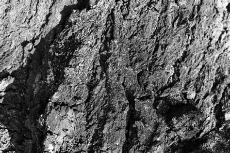 Red Bark Tree Texture Background Stock Image Image Of Natural Seamless 171117333