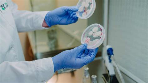 Ergo Bioscience Plant Cell Biotech For Sustainable Protein Cpi