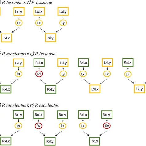 Transmission Of Genomes And Sex Chromosomes By Natural Pairs Of Water Download Scientific