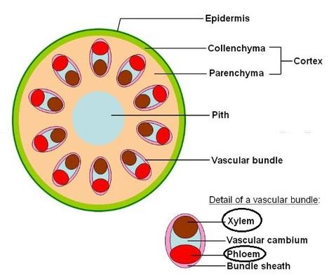Distribution Of Xylem And Phloem In Roots Stems And Leaves Biology