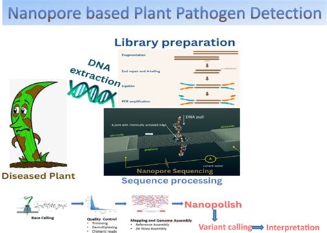 Nanopore Sequencing For Molecular Diagnostics Of Plant Pathogens And