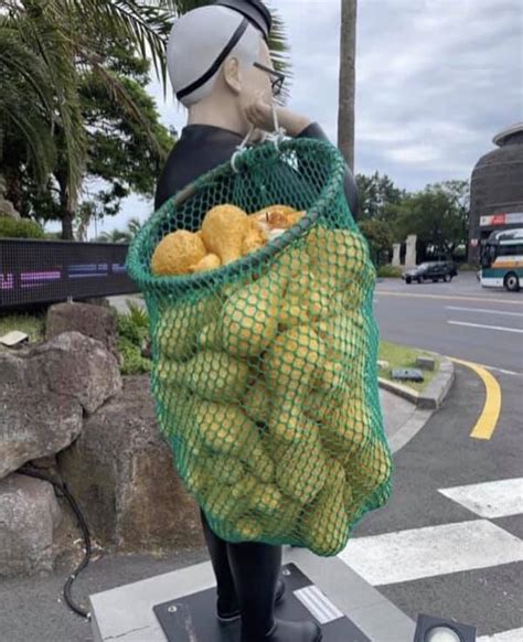 개꿀팁 제주도 Kfc 앞 할아버지 어디가고ㅋㅋㅋㅋㅋ