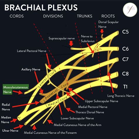 Axillary Nerve Brachial Plexus